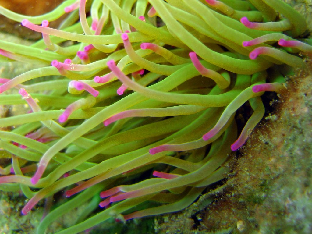 BiteSize Talk: Our Local Chalk Reef & Its Incredible Marine Life | KP ...